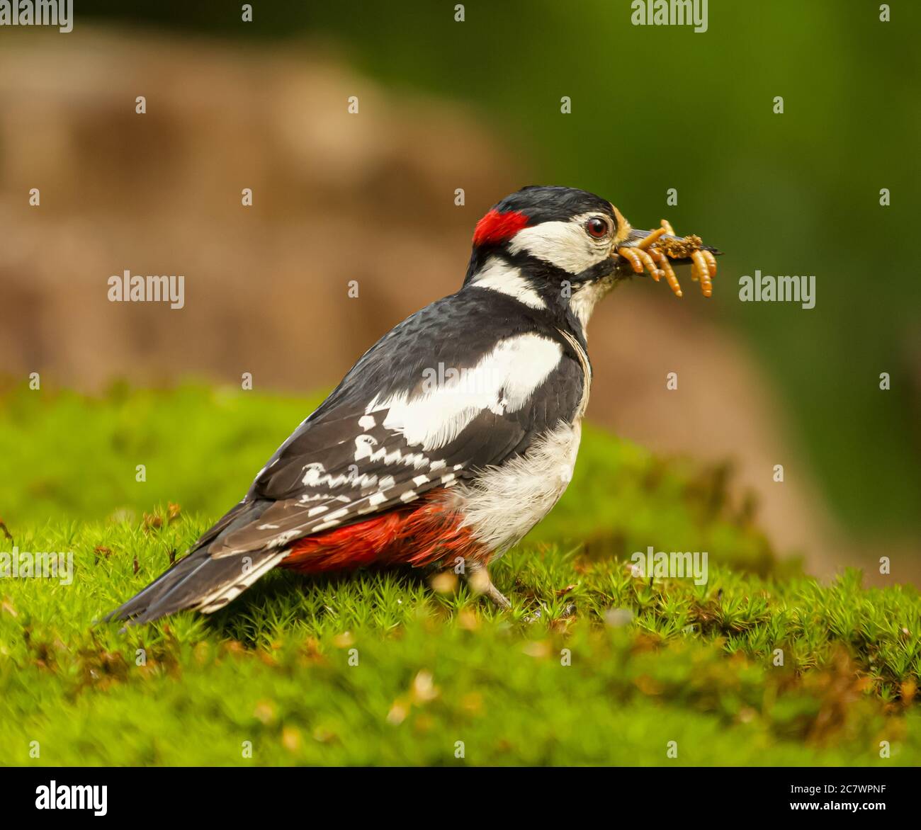 Woodpecker eating worms hi-res stock photography and images - Alamy