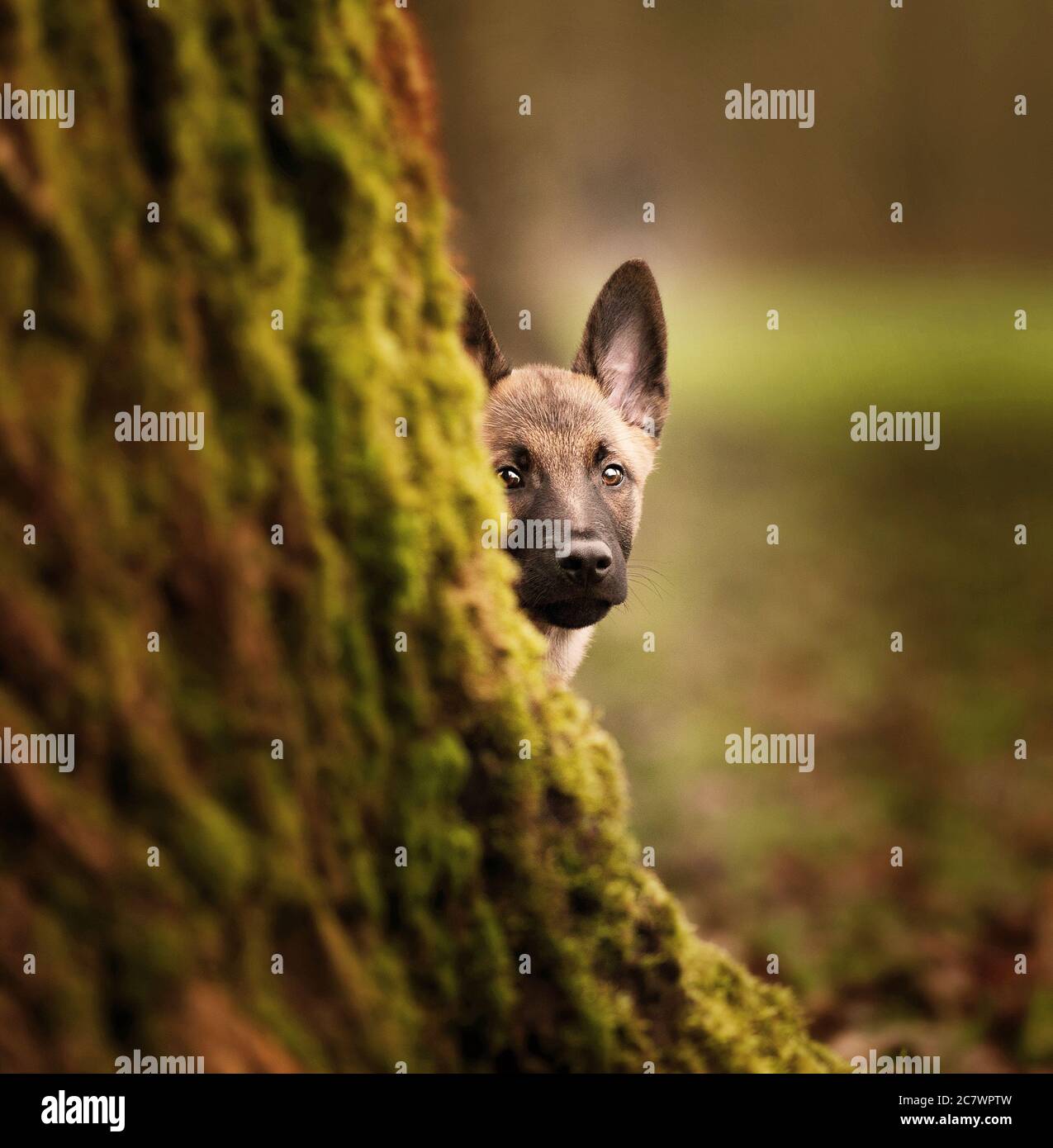 Selective focus shot of an adorable Belgian malinois puppy behind a ...