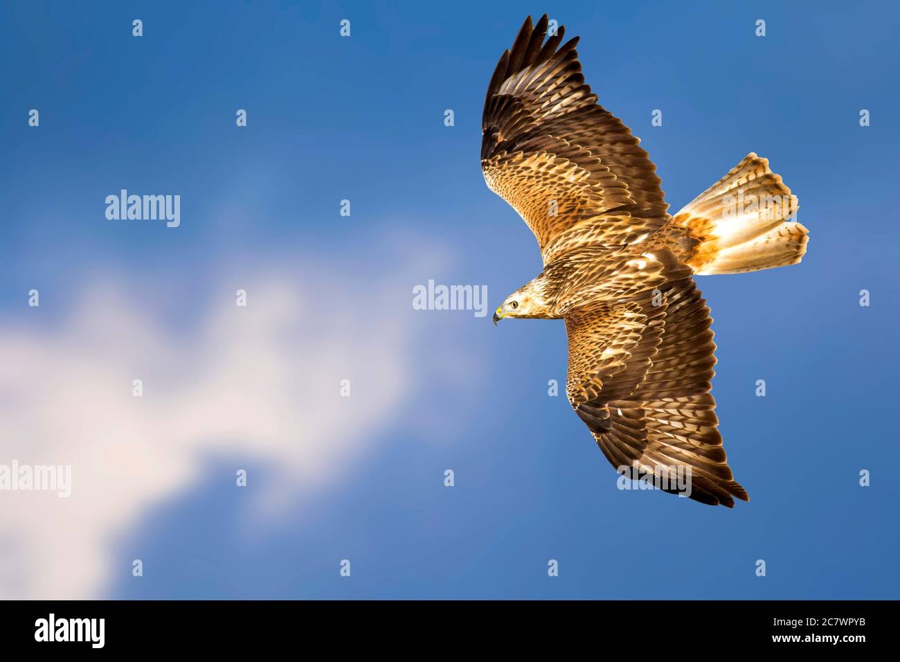 Bird of prey. Buzzard. Blue sky background. Bird: Long legged Buzzard ...