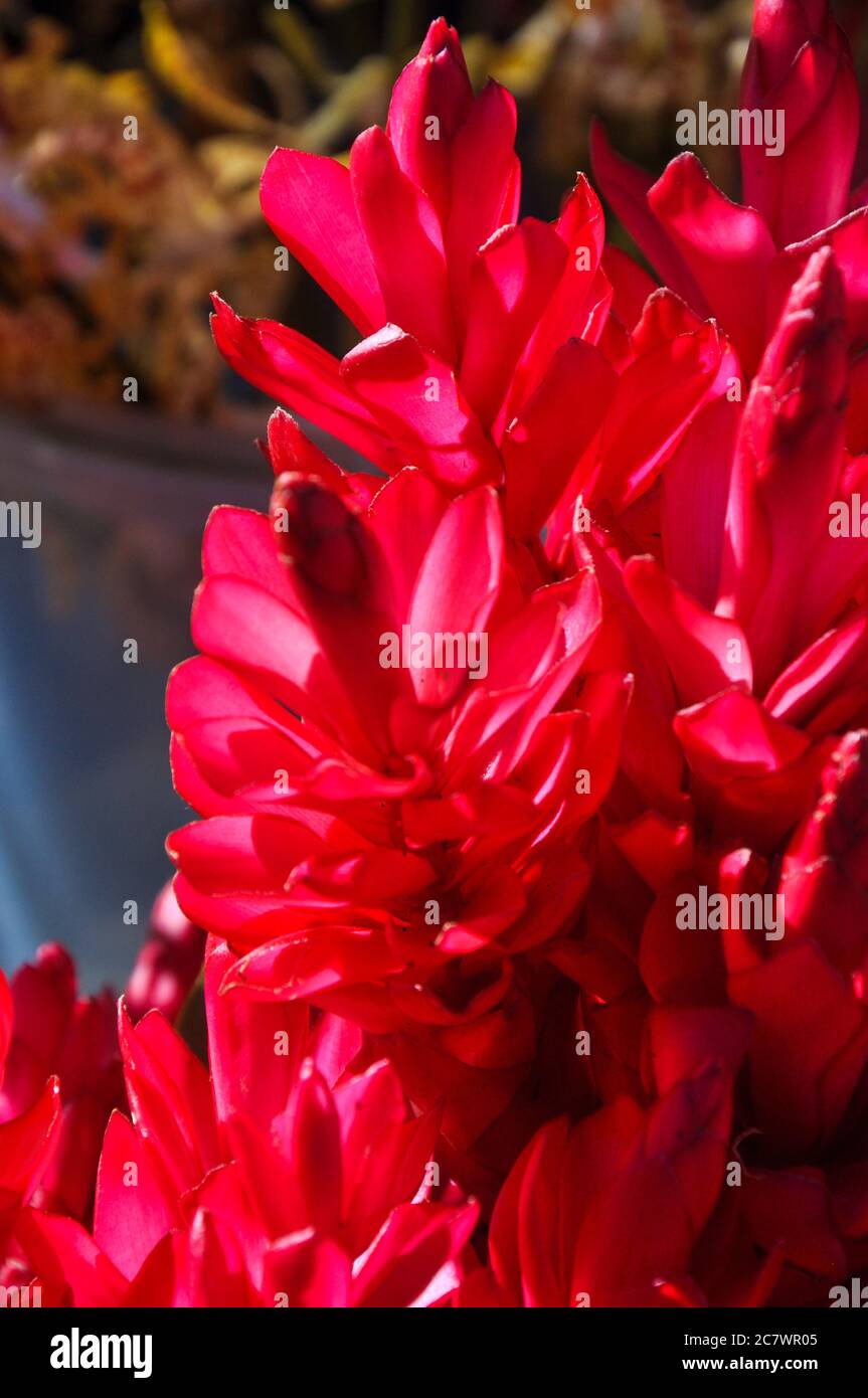 Suva, fiji and fruit hi-res stock photography and images - Alamy