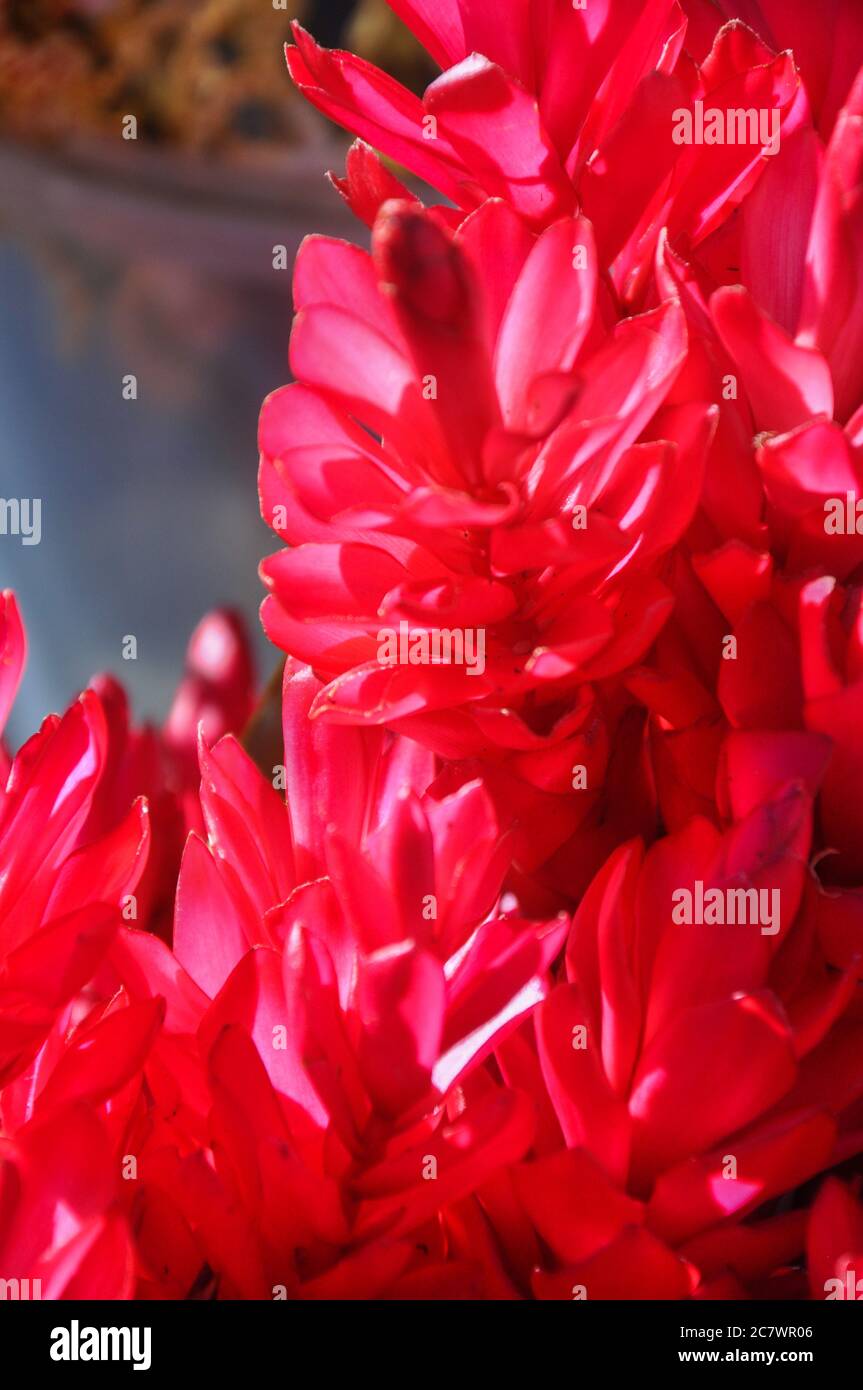 Suva fiji boat hi-res stock photography and images - Alamy