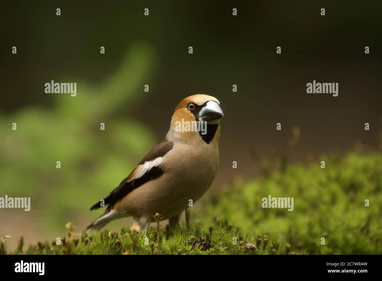Hawfinch flying hi-res stock photography and images - Alamy