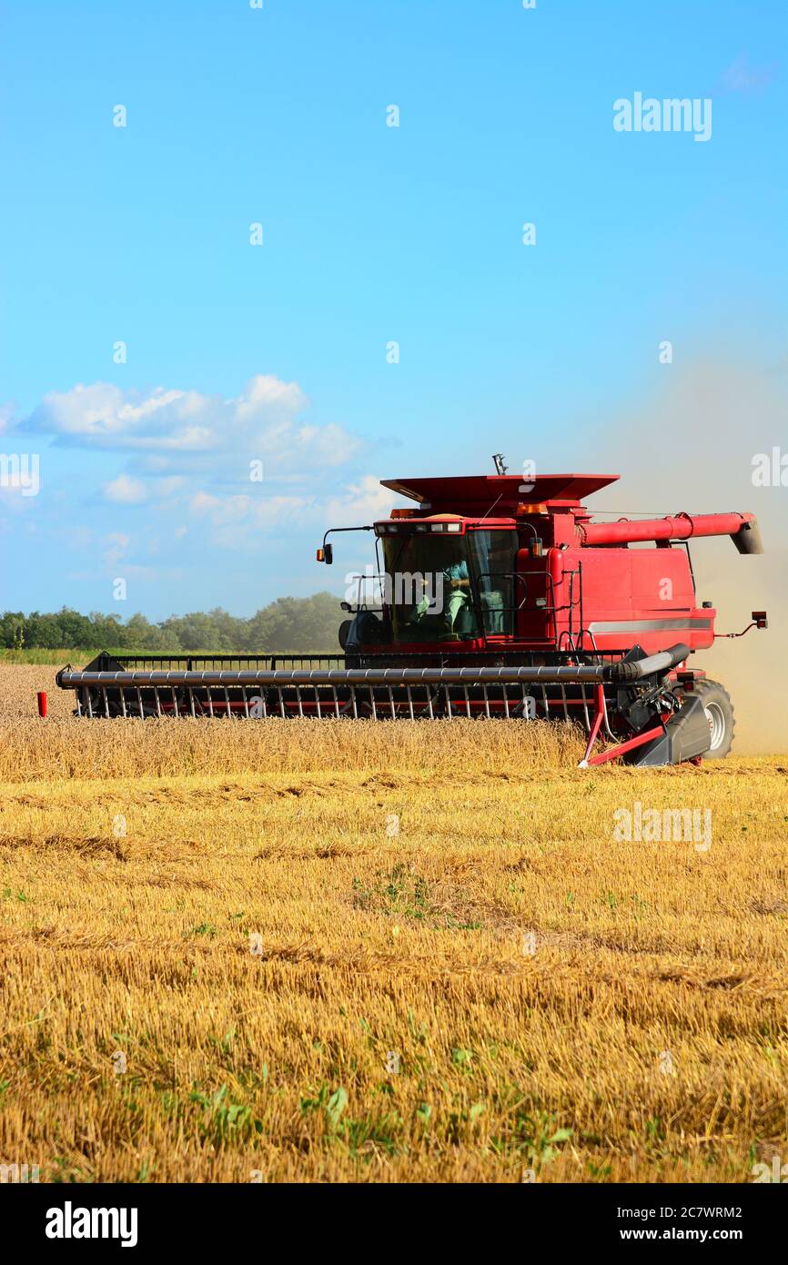 Combine harvester harvests ripe wheat Stock Photo - Alamy