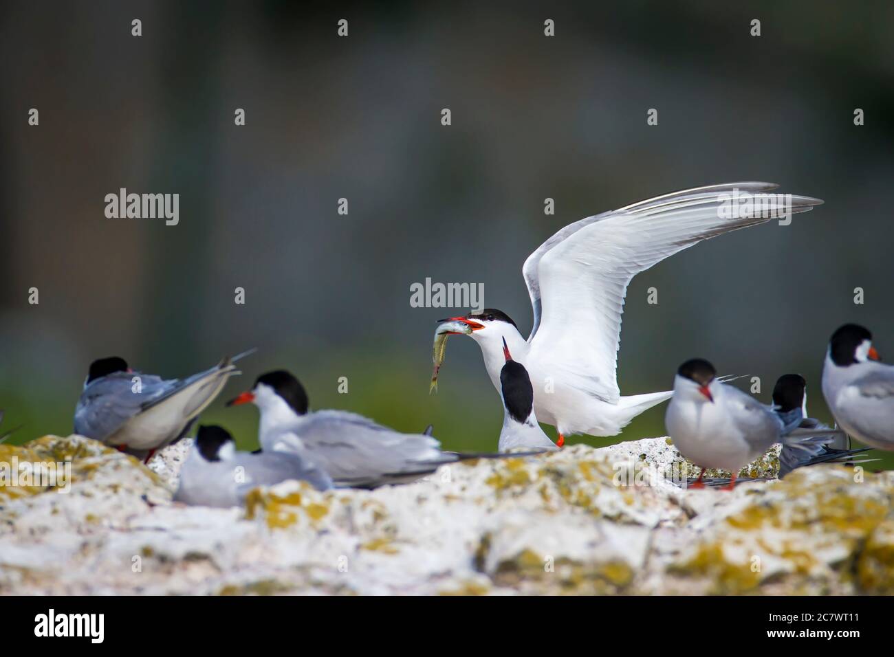 Cute bird tern. Bird nest. Colorful nature background. Bird: Common ...