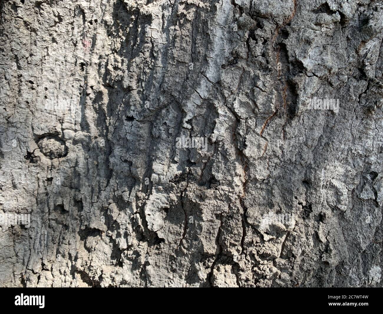 Closeup shot of brown tree bark with sunlight falling on it - perfect ...