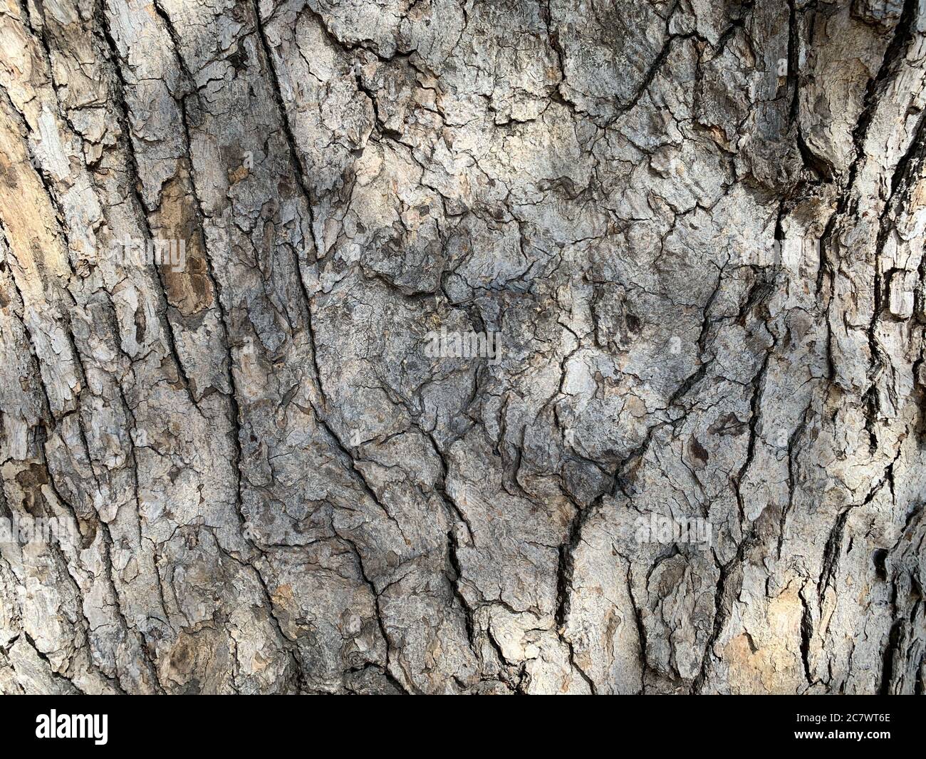 Closeup shot of brown tree bark with sunlight falling on it - perfect ...