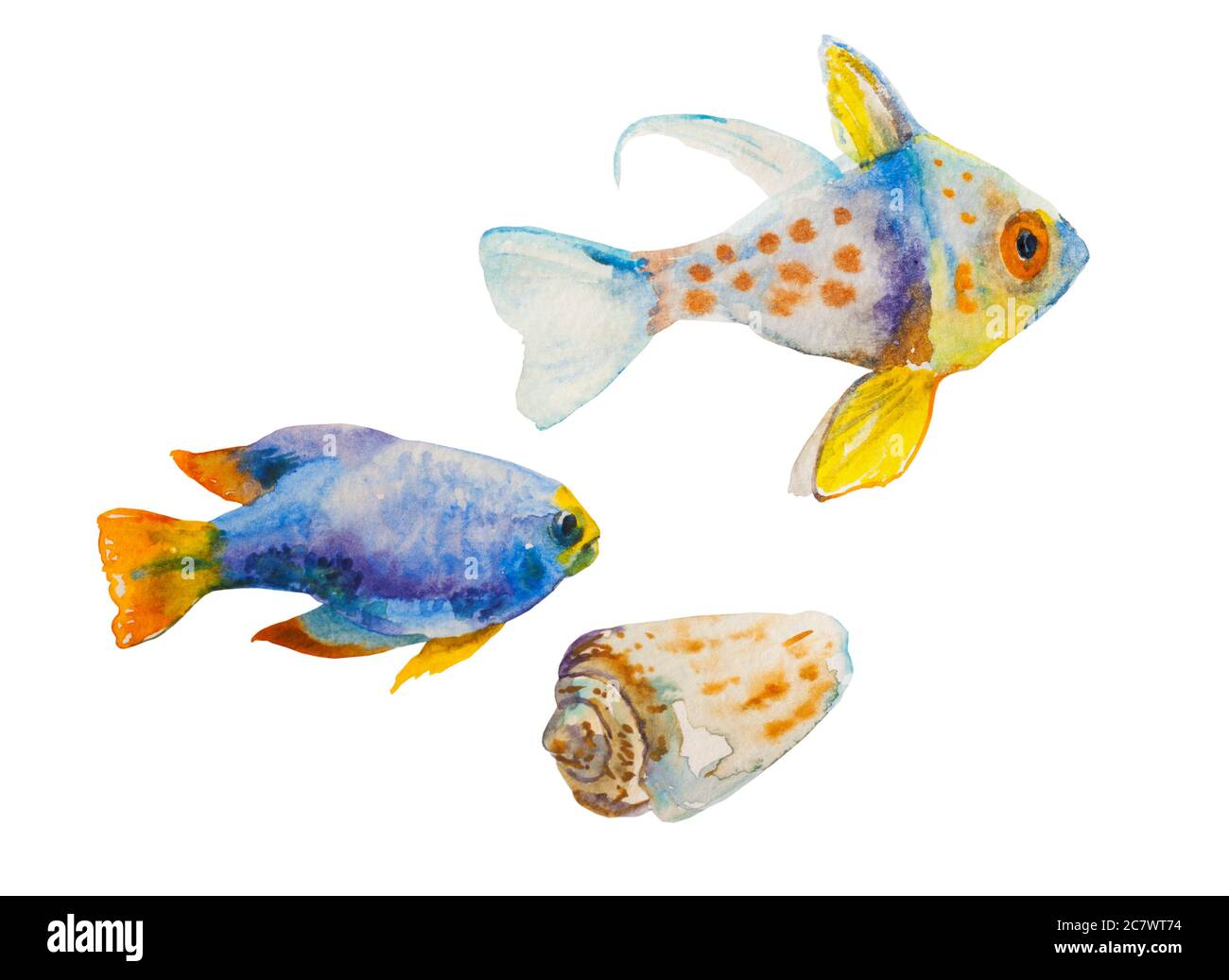 Set of watercolor tropic fish and a shell isolated on white background ...