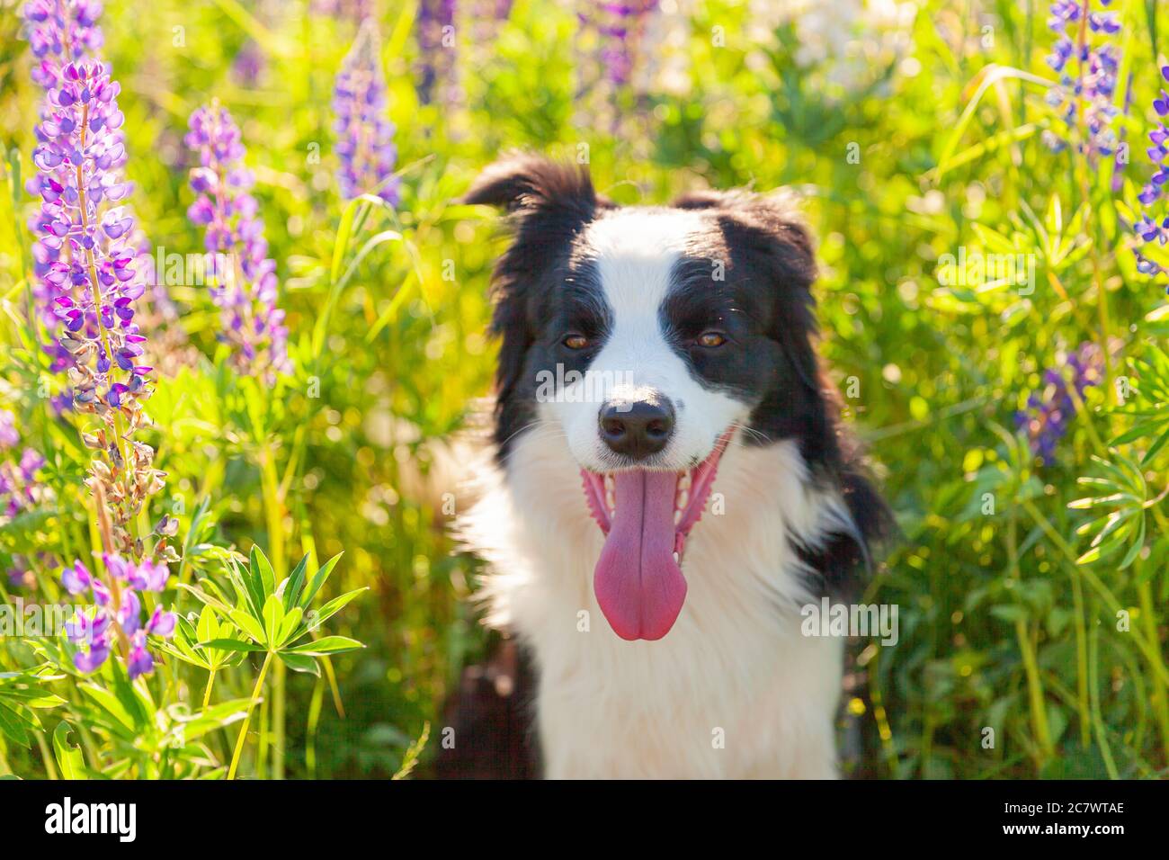 Outdoor portrait of cute smiling puppy border collie sitting on grass ...