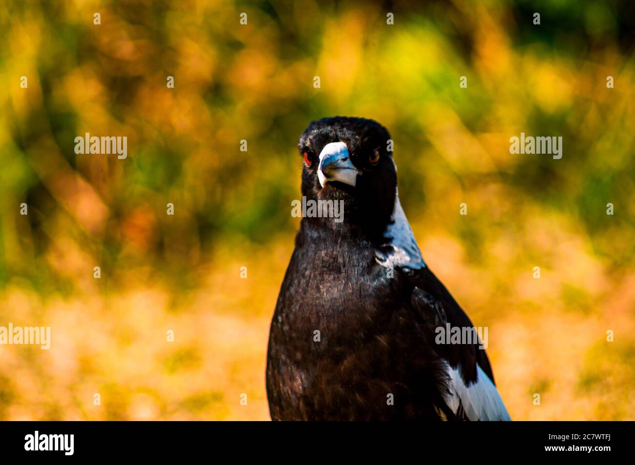 Rook head profile hi-res stock photography and images - Alamy