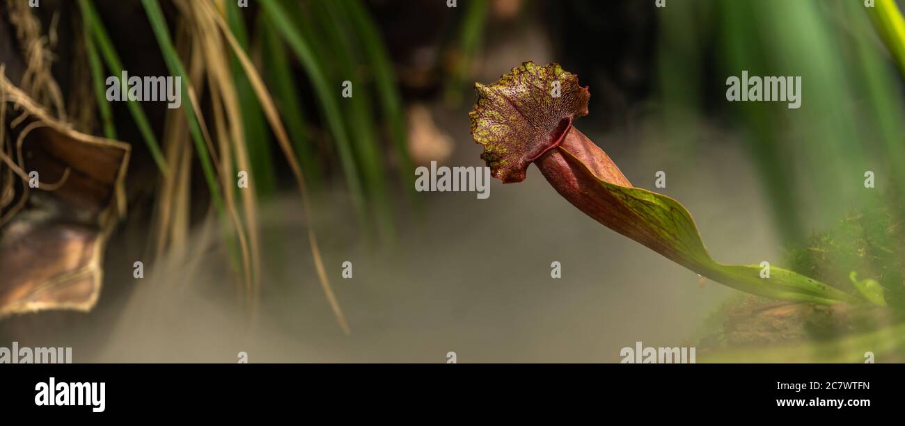 carnivorous buttercup plants at morning fog in the jungle Stock Photo ...