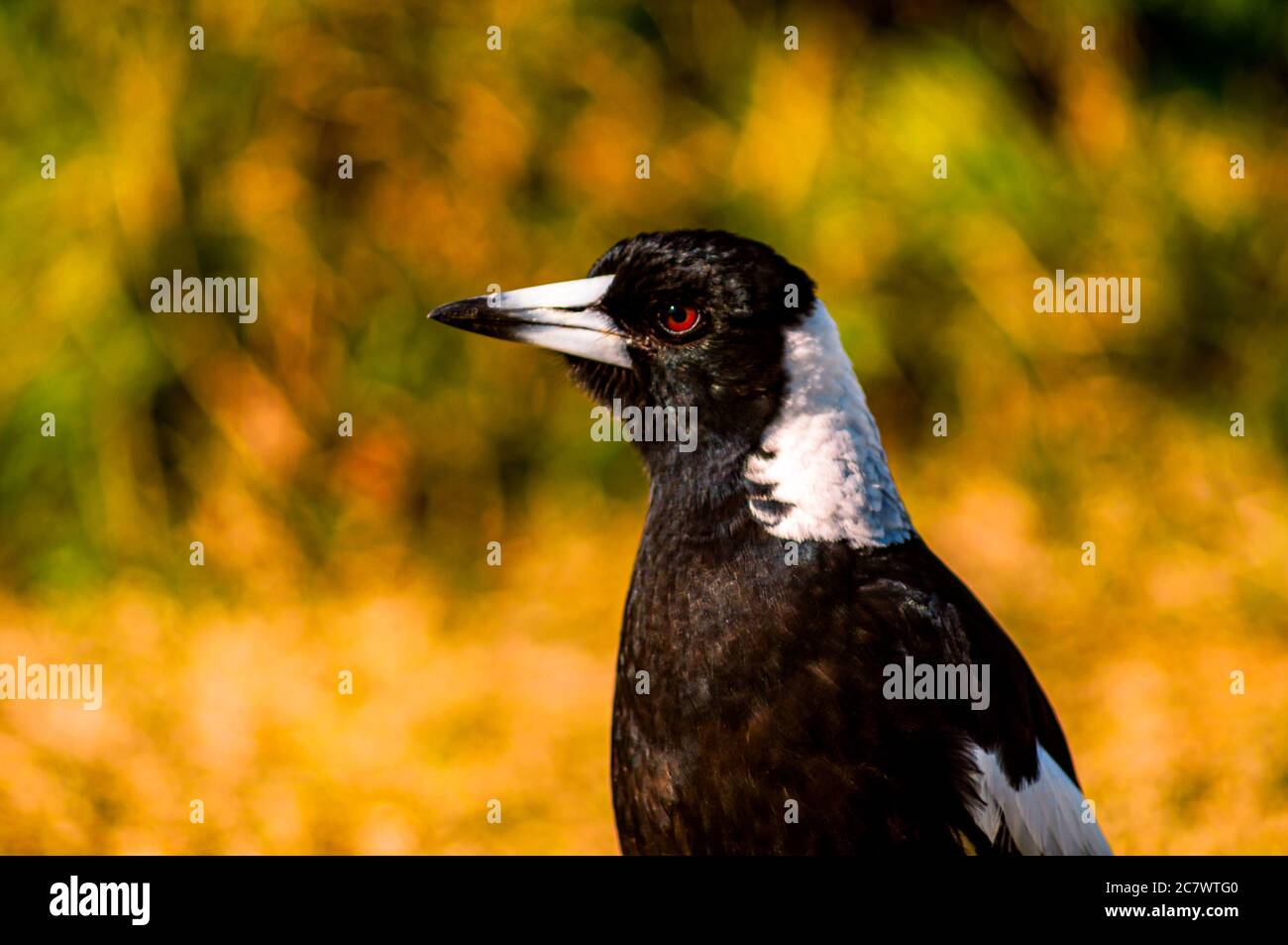Rook head profile hi-res stock photography and images - Alamy