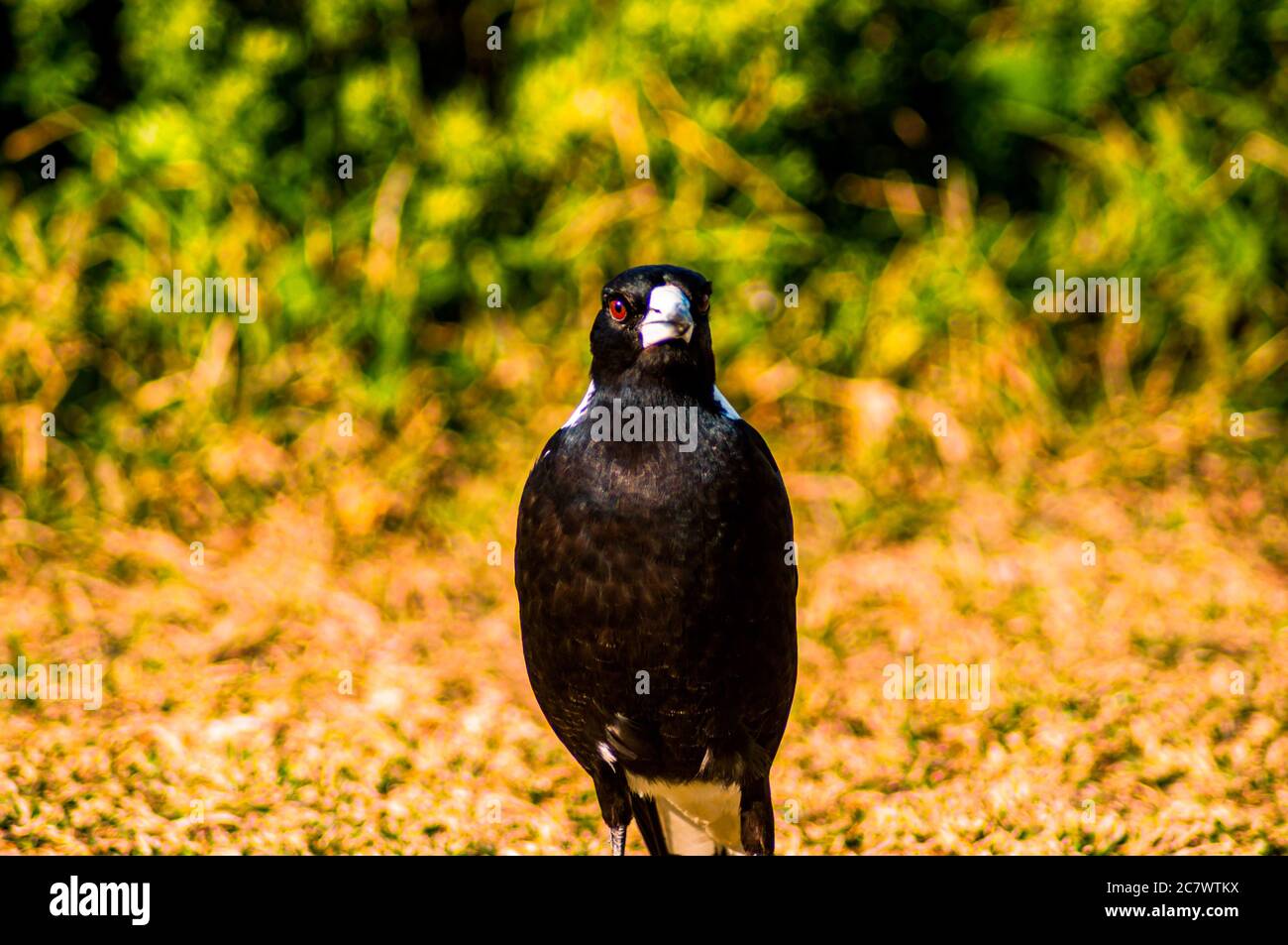 Rook head profile hi-res stock photography and images - Alamy