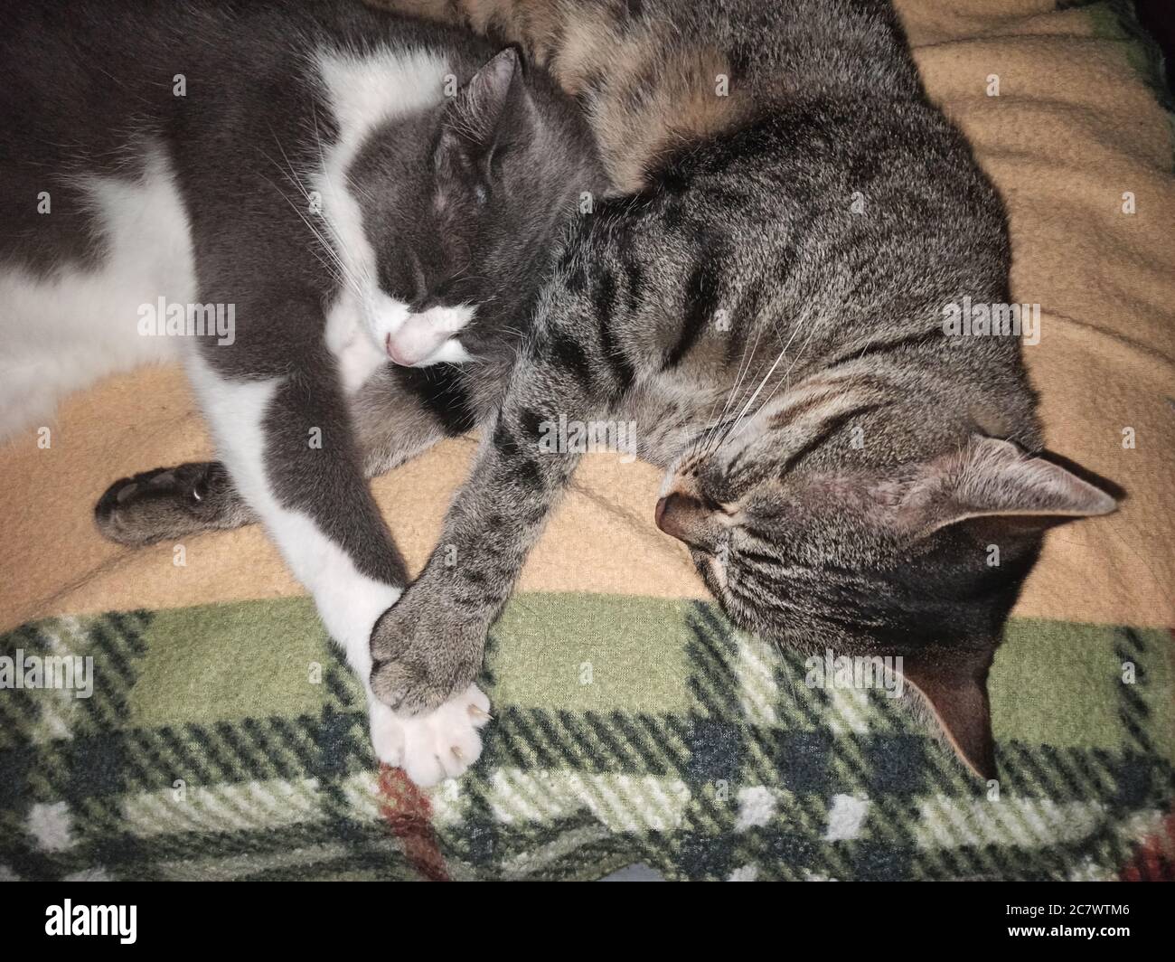 Cats next to each other hi-res stock photography and images - Alamy