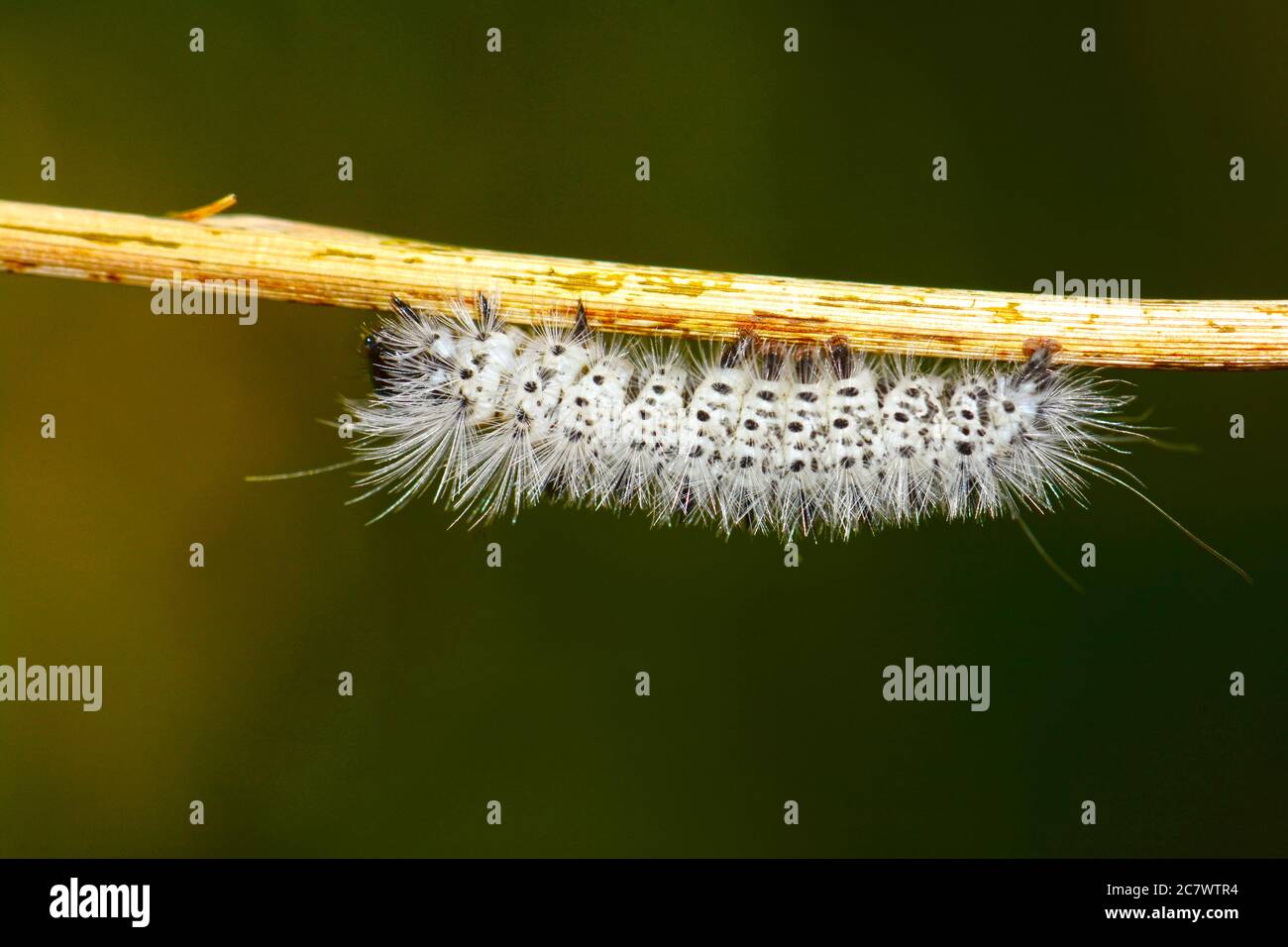 Hairy butterfly hi-res stock photography and images - Alamy