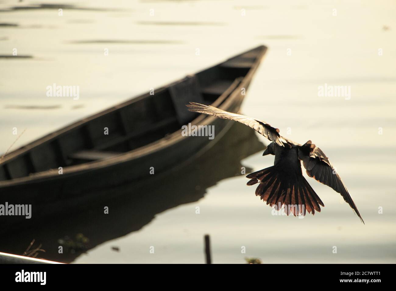 Wooden eagle with yellow beak hi-res stock photography and images - Alamy