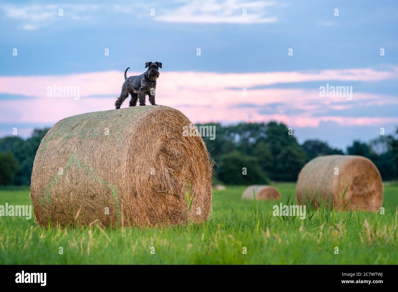 Hay bale face hi-res stock photography and images - Alamy
