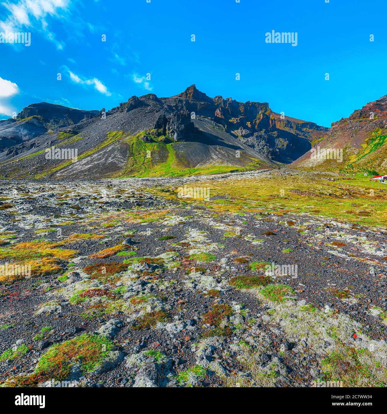 Typical view of Iceland rocky lava plains, covered by moss and ...