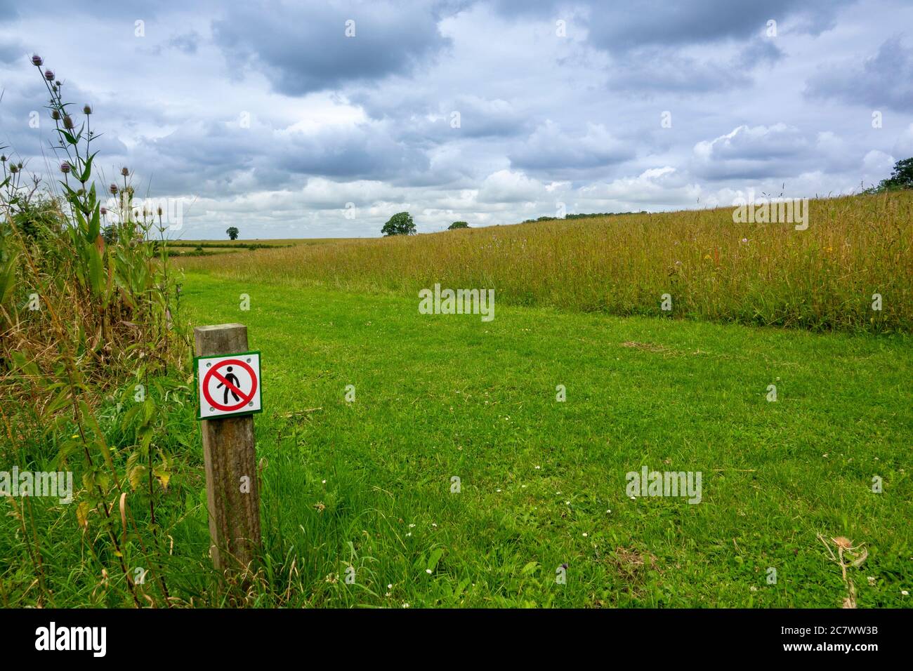 Wildflower margin farm hi-res stock photography and images - Alamy