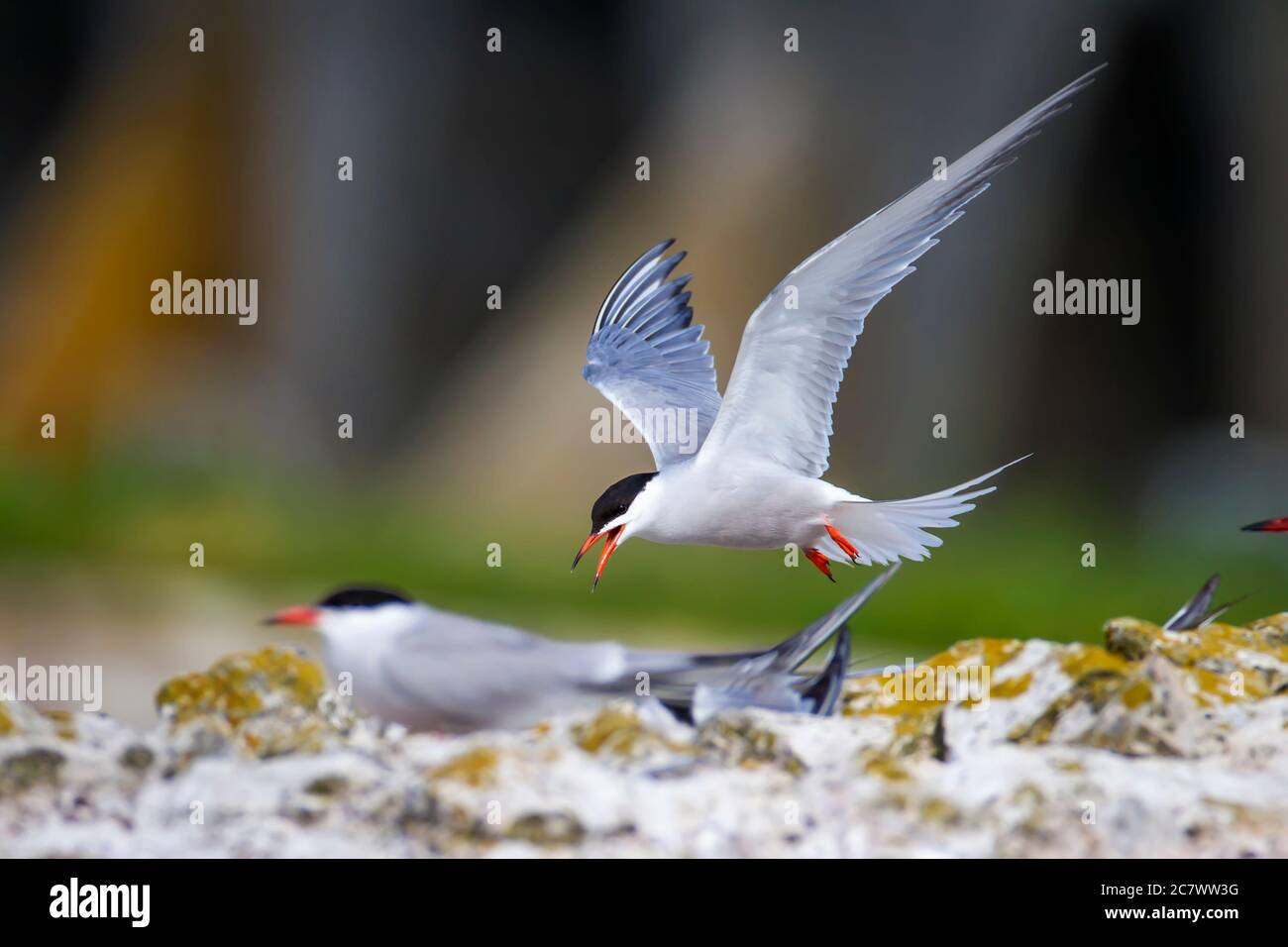 Cute bird tern. Bird nest. Colorful nature background. Bird: Common ...