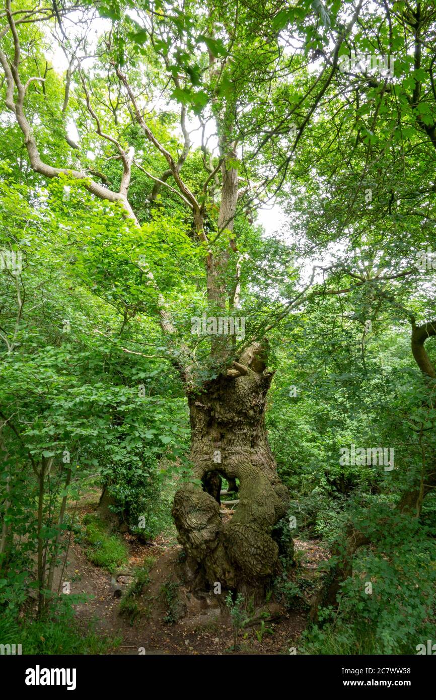 Ancient ash tree uk hi-res stock photography and images - Alamy