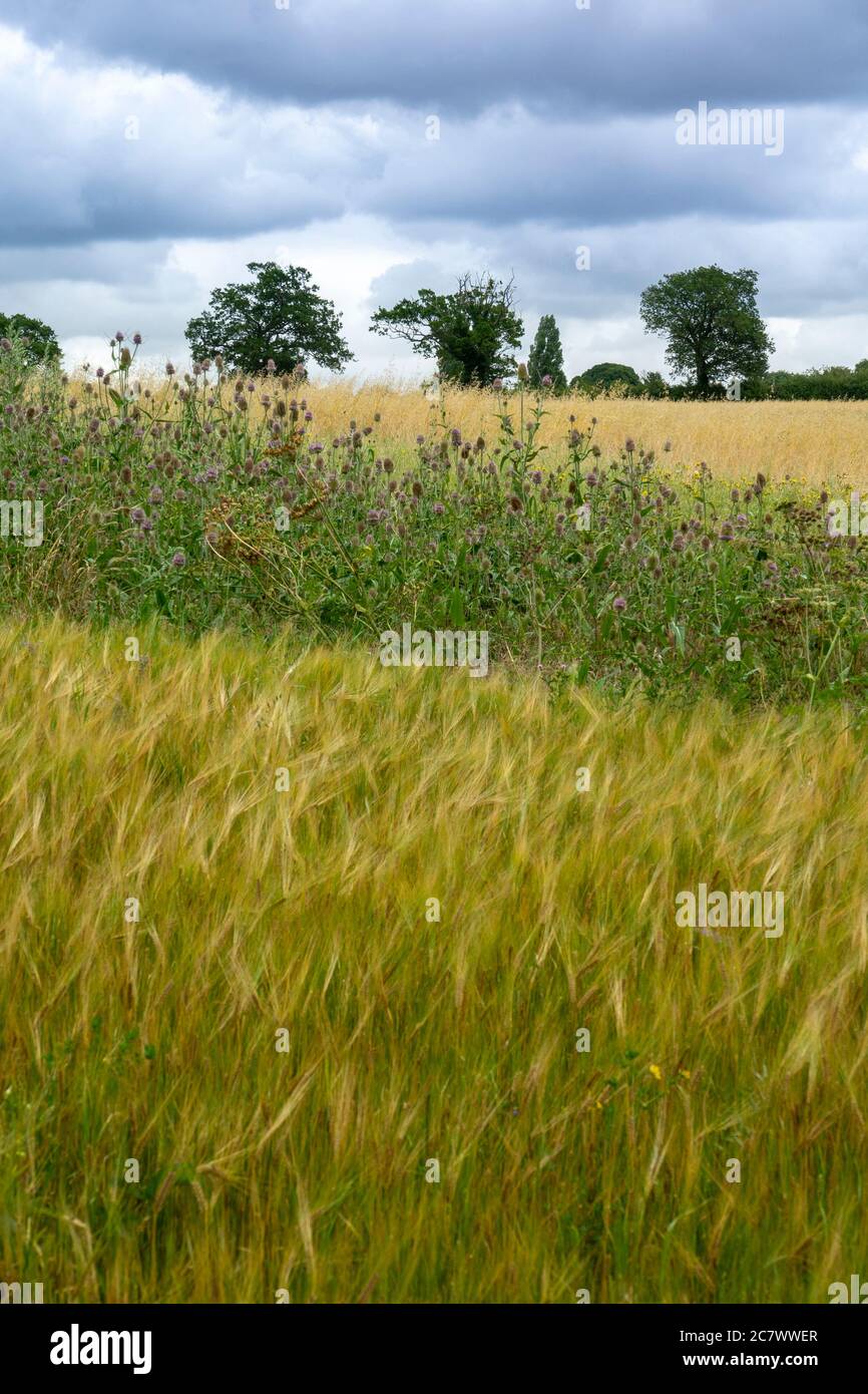 Wild flower margin Stock Photo - Alamy