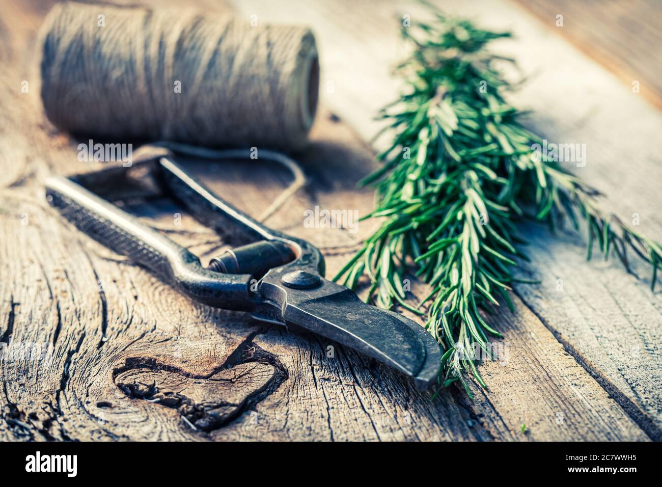 Rosemary and pruning scissors on old wooden table Stock Photo - Alamy