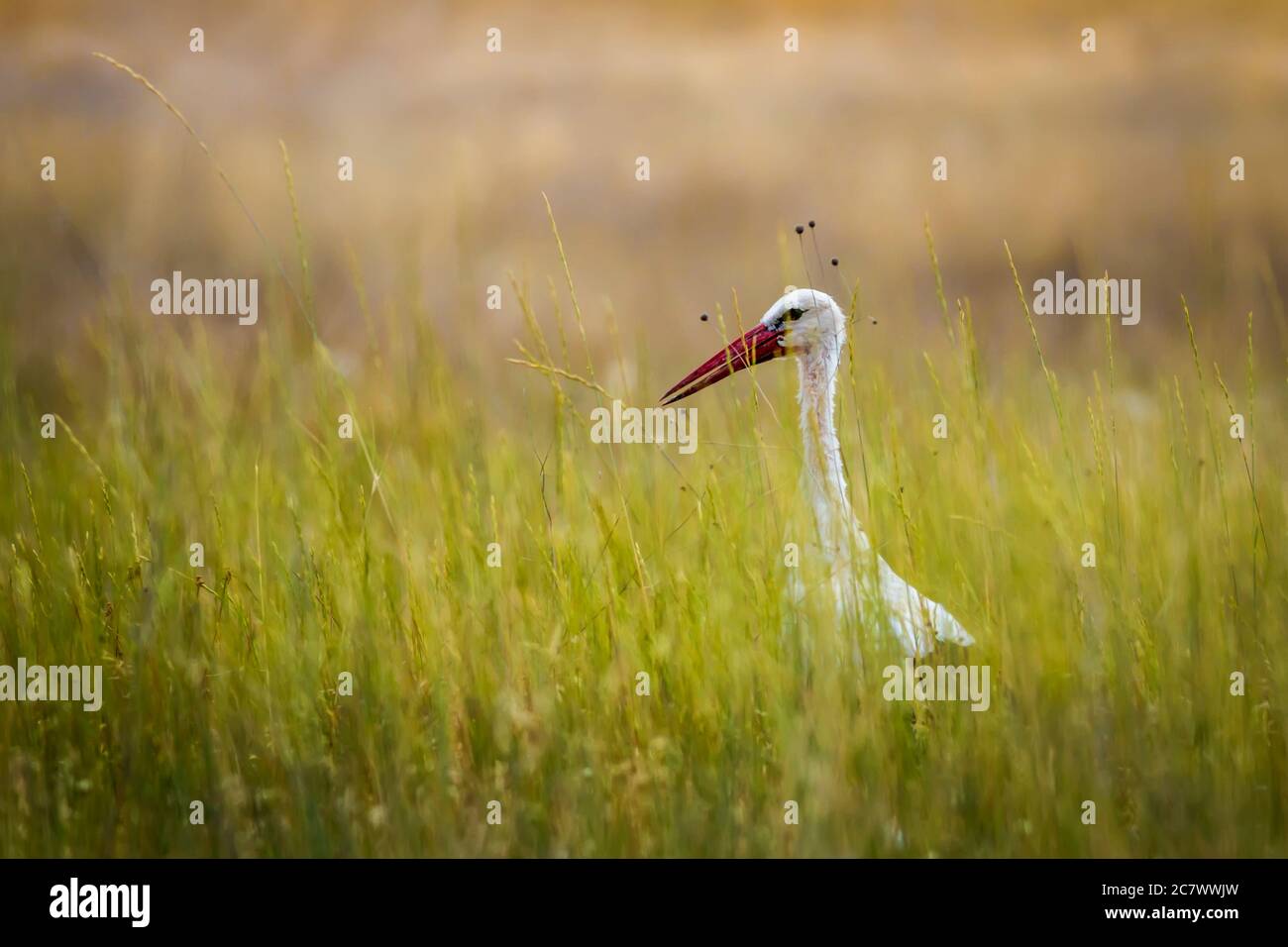 Nature and bird. Common birds. Natural background Stock Photo - Alamy