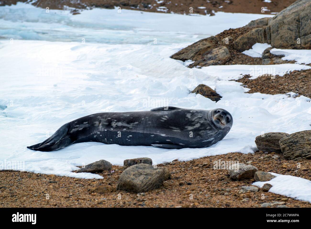 male. a large specimen of the polar seal or polar tiger lies on the ...