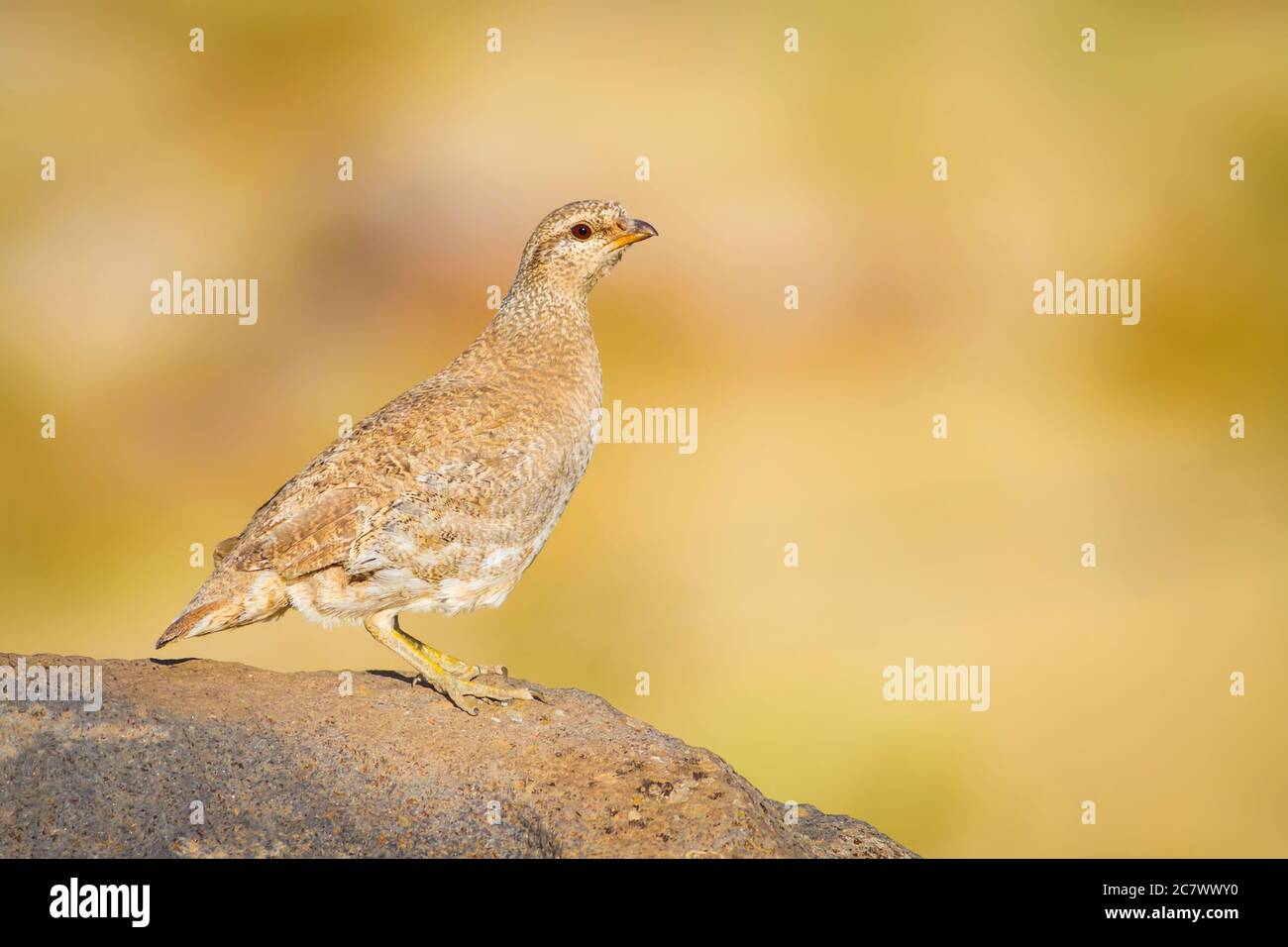 Cute yellow Partridge. Yellow nature background. Bird: See see ...