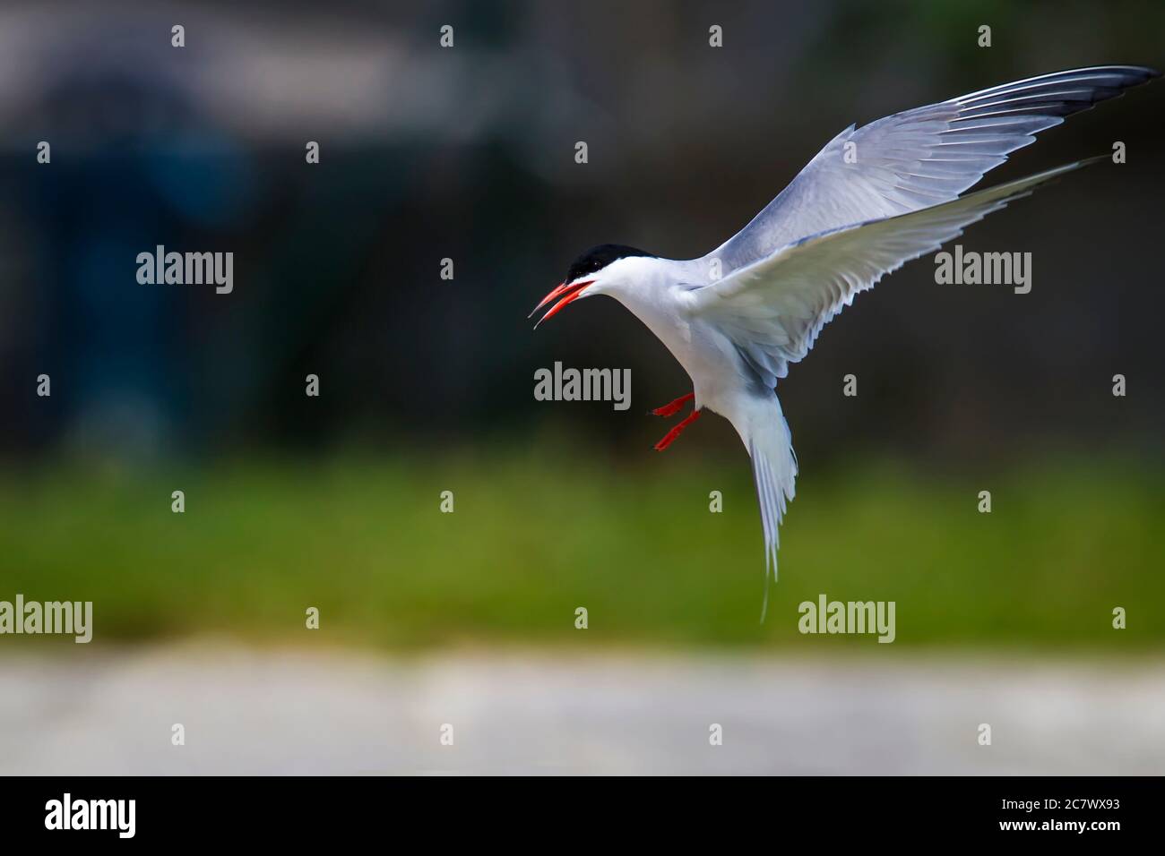 Cute bird tern. Bird nest. Colorful nature background. Bird: Common ...