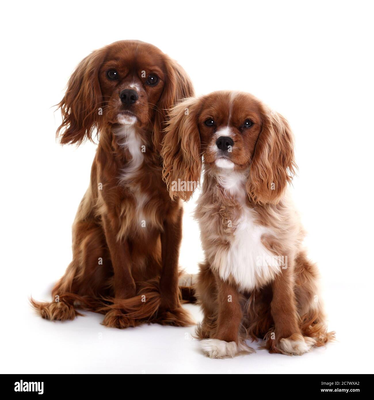 King Charles Spaniel Ruby And White