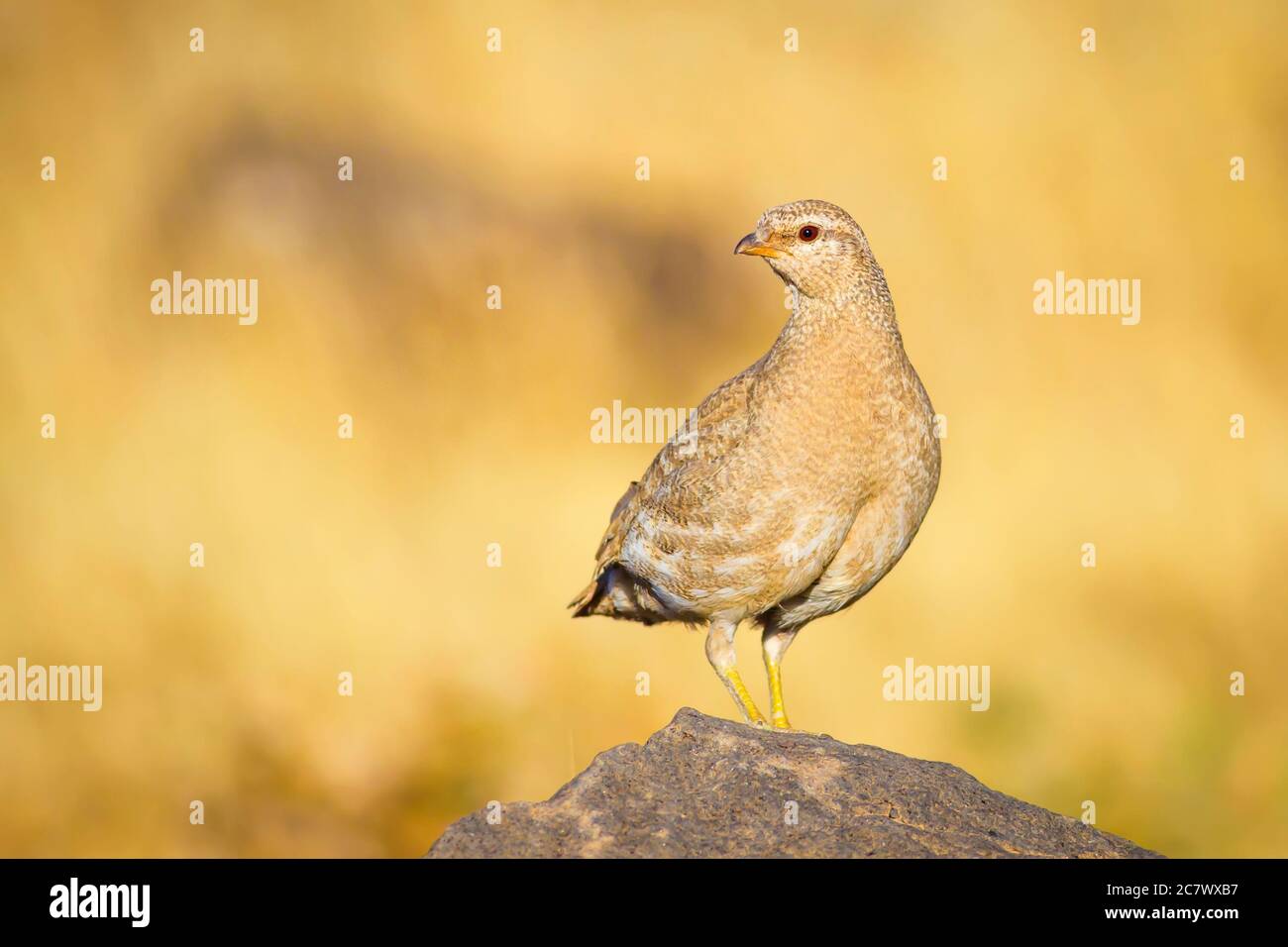 Cute yellow Partridge. Yellow nature background. Bird: See see ...