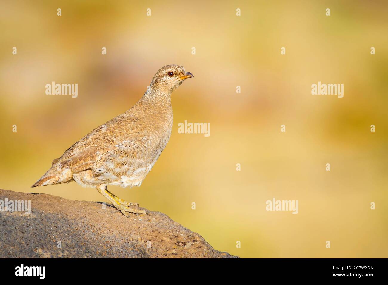 Cute yellow Partridge. Yellow nature background. Bird: See see ...