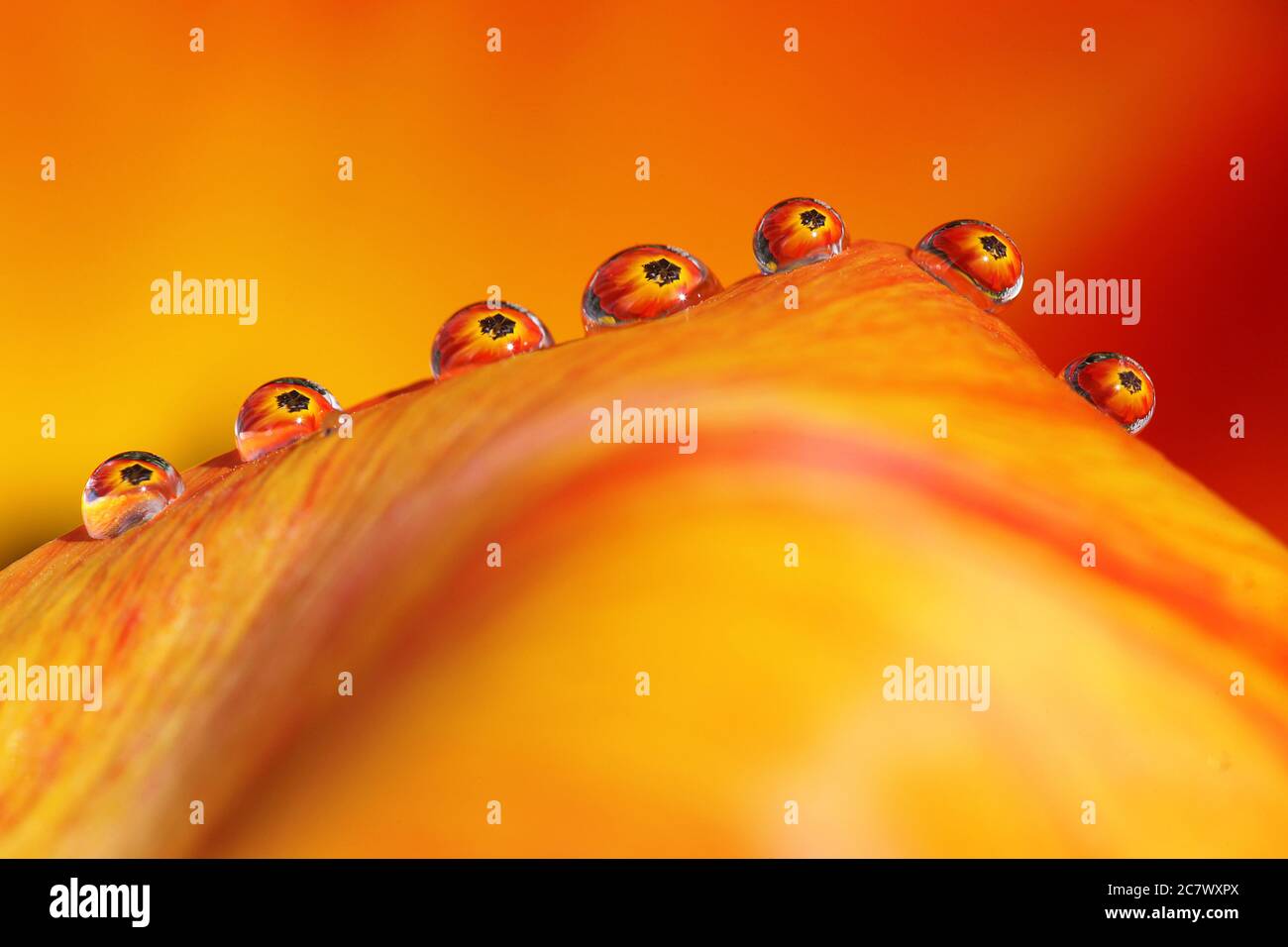 Happy alien flower hi-res stock photography and images - Alamy