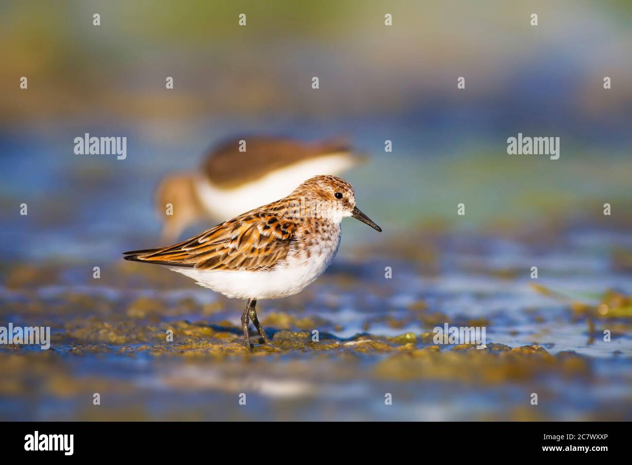 Water nature and birds.. Colorful nature background Stock Photo - Alamy
