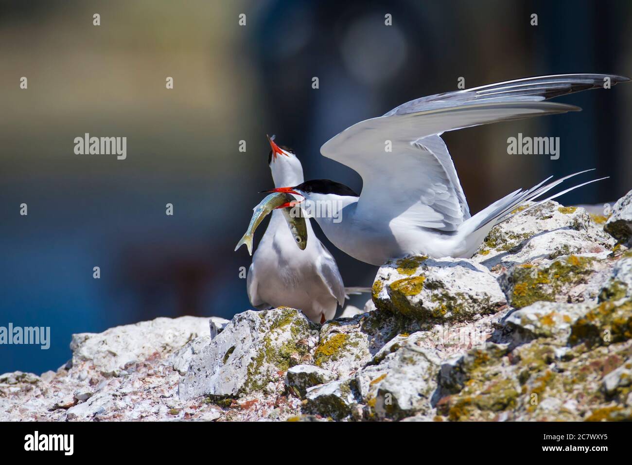 Cute bird tern. Bird nest. Colorful nature background. Bird: Common ...