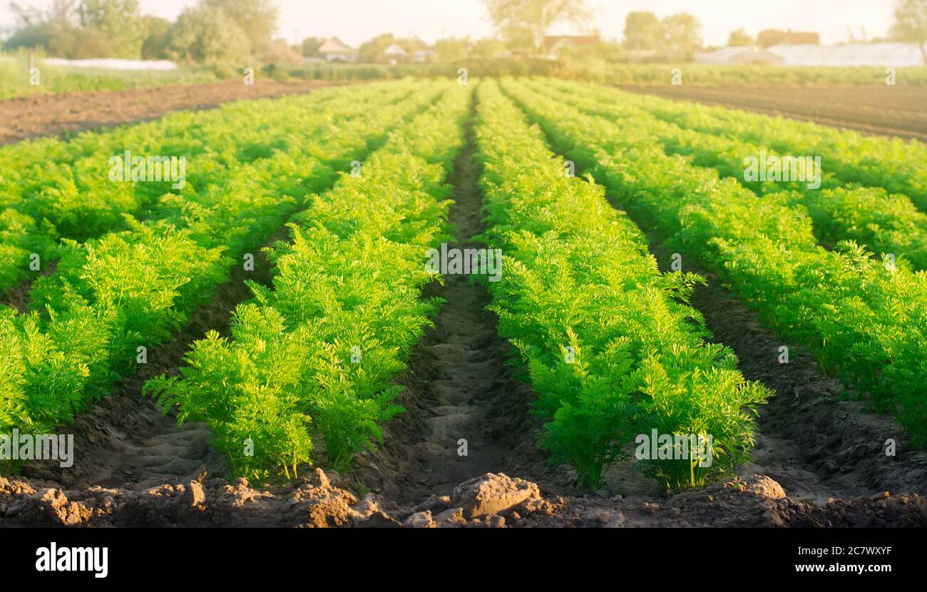 Plantations of young carrots grow in the field on a sunny day ...