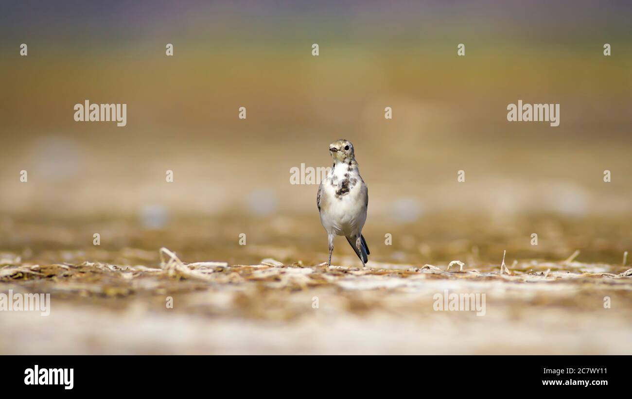 Nature and bird. Common birds. Natural background Stock Photo - Alamy