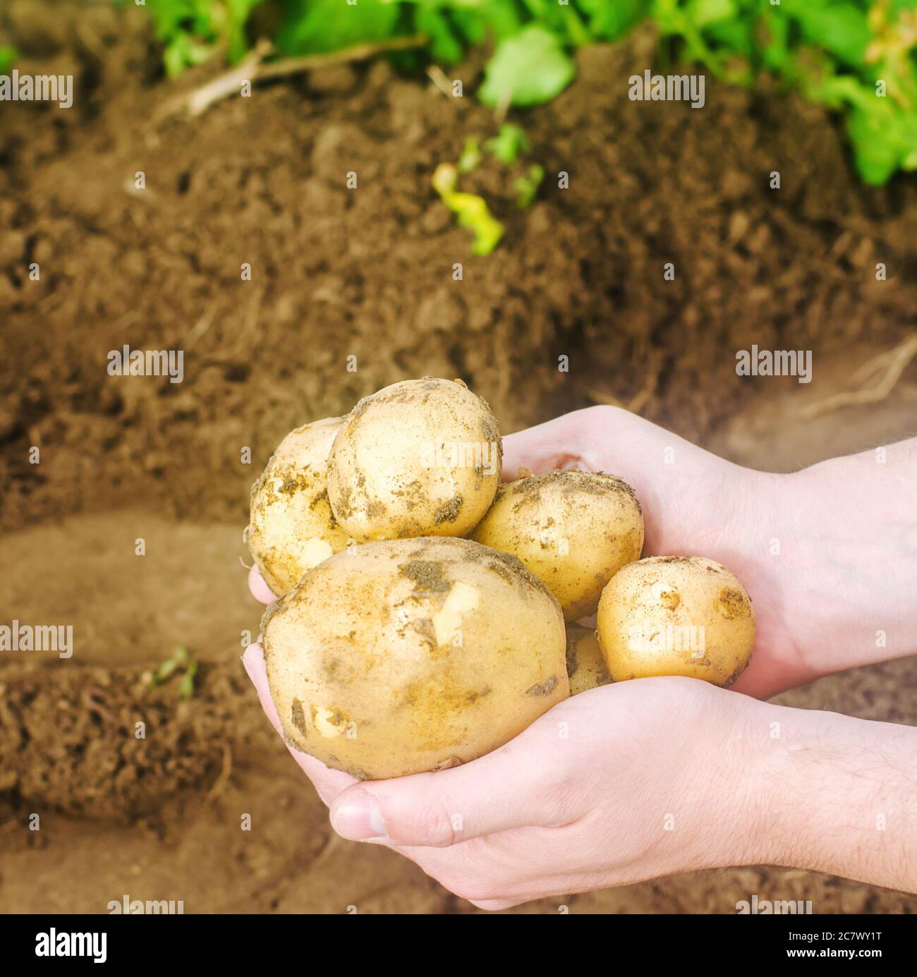 Potato harvesting hi-res stock photography and images - Alamy