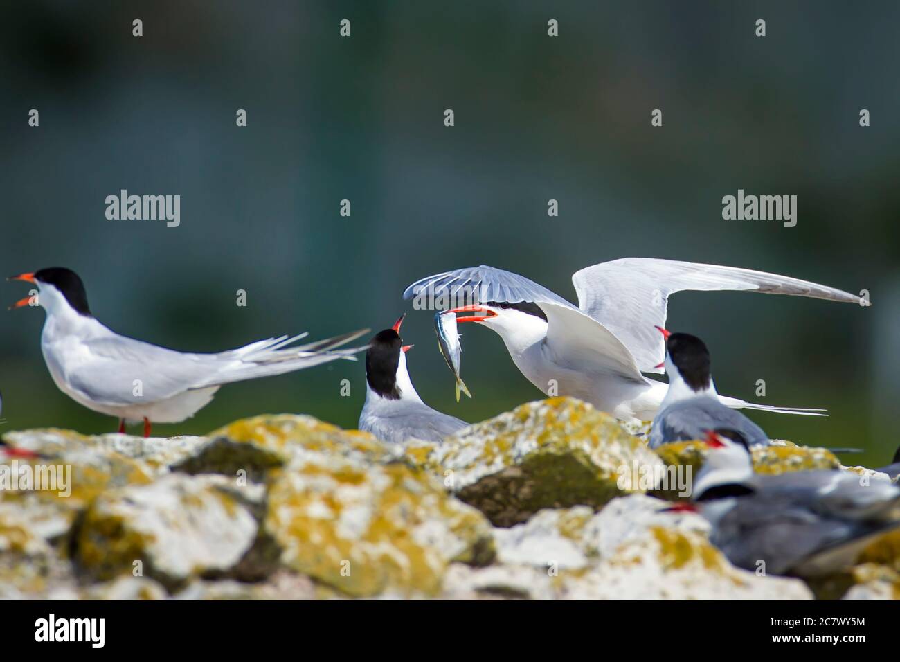 Common tern is feeding its family. Nature background and bird nest ...