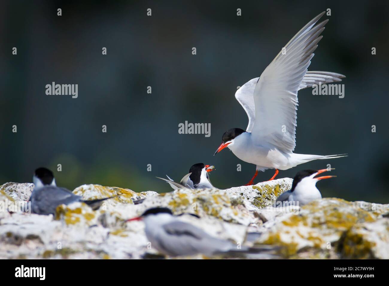 Cute bird tern. Bird nest. Colorful nature background. Bird: Common ...