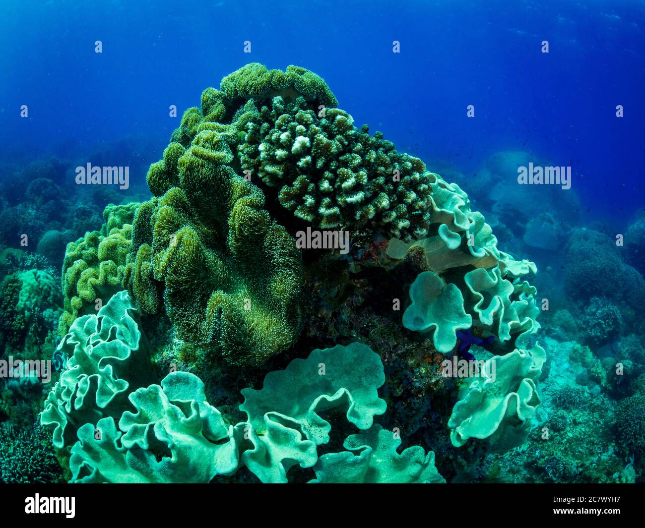 Colorful coral reef, underwater photo, Philippines Stock Photo - Alamy