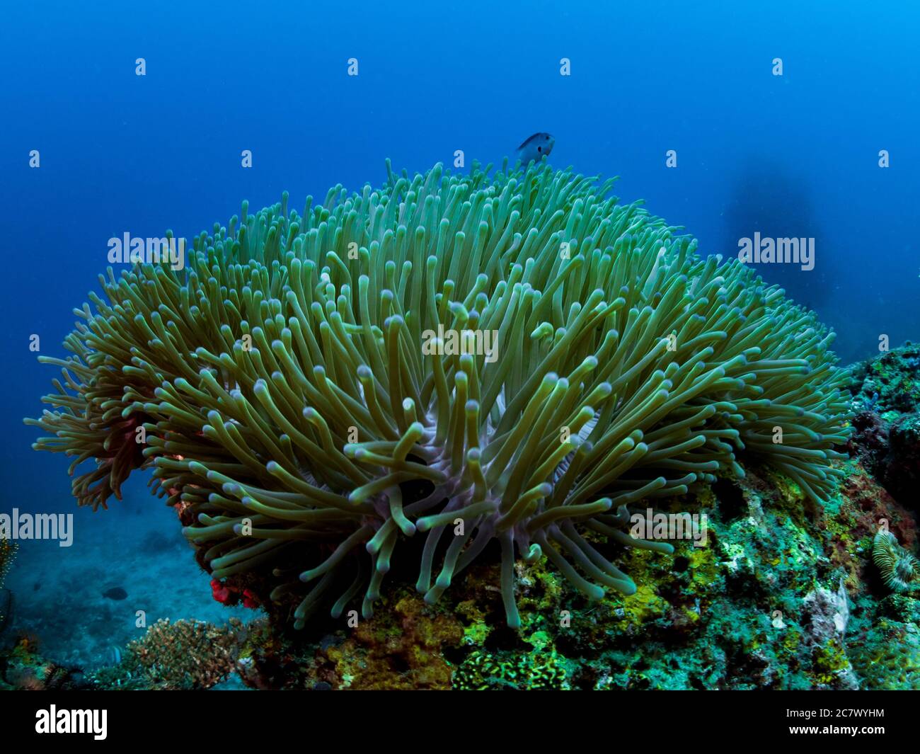 Colorful coral reef, underwater photo, Philippines Stock Photo - Alamy