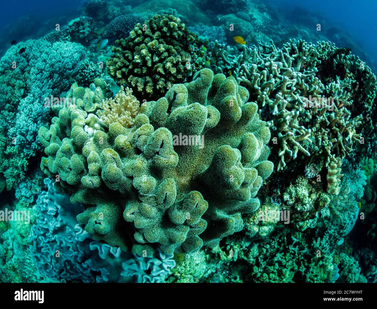 Colorful coral reef, underwater photo, Philippines Stock Photo - Alamy
