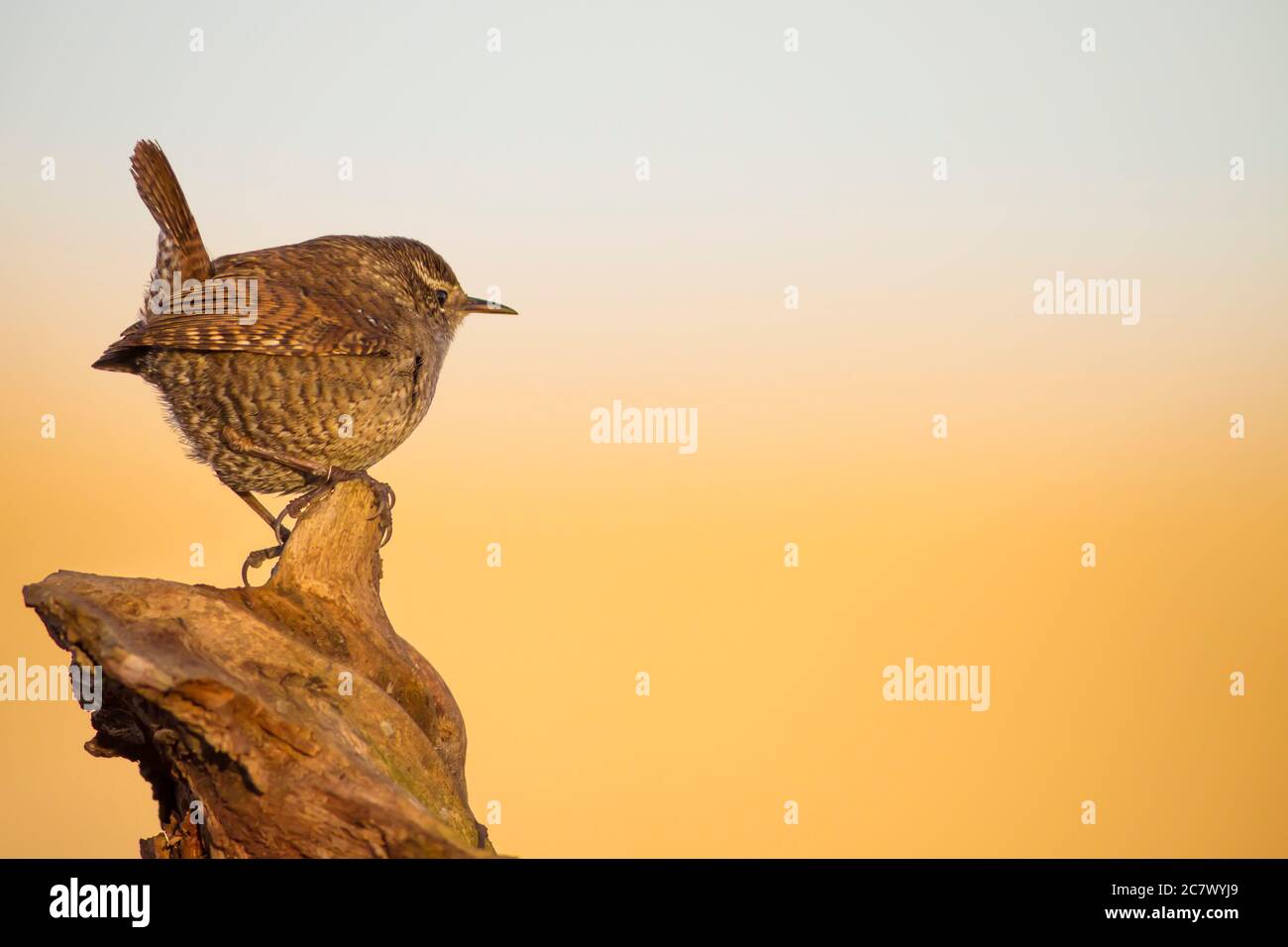 Cute little bird. Nature background. Bird: Eurasian Wren. Troglodytes ...