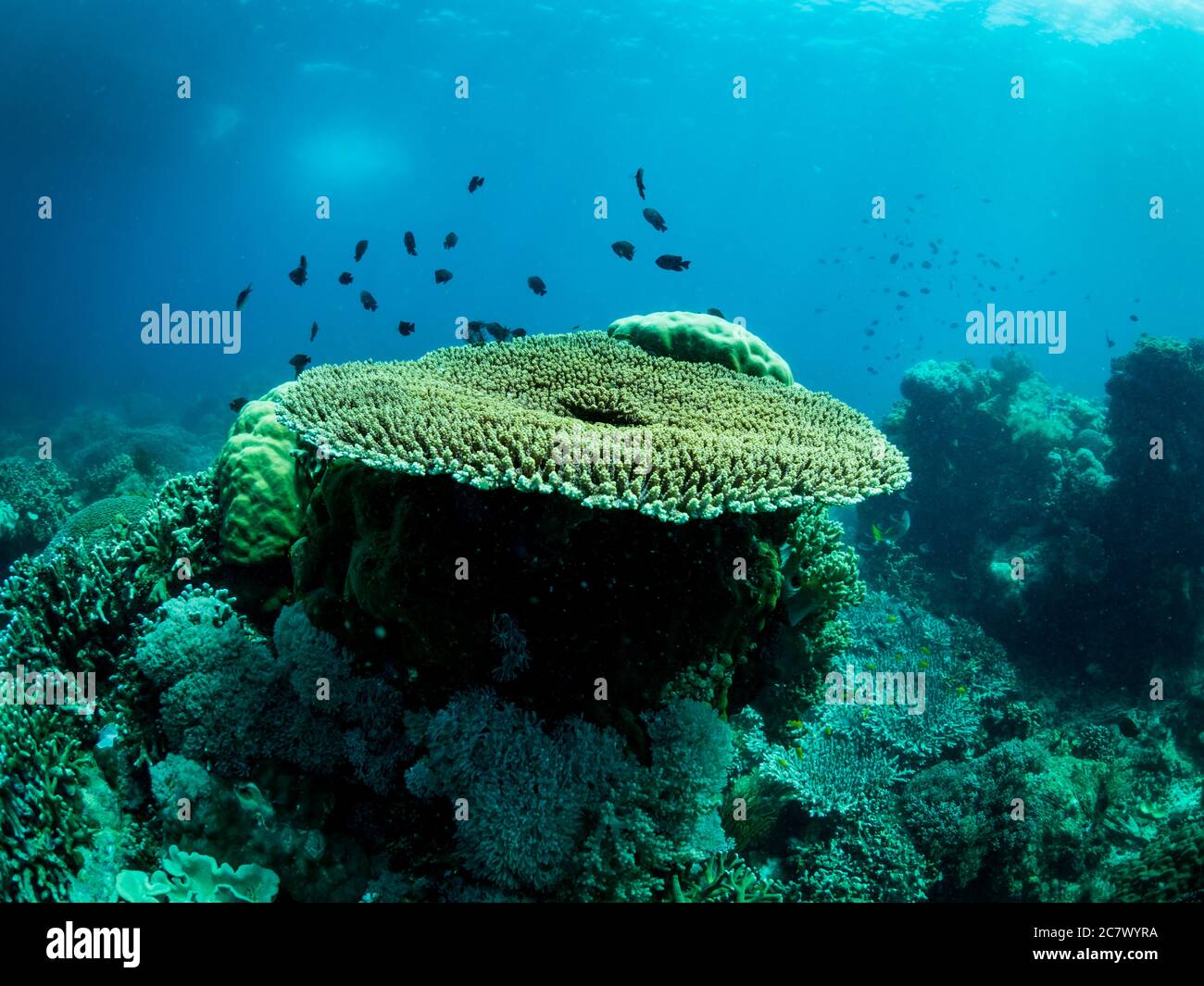 Colorful coral reef, underwater photo, Philippines Stock Photo - Alamy