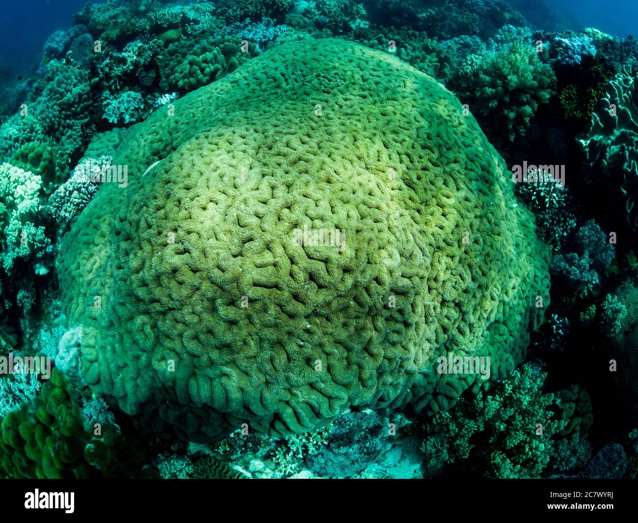 Colorful coral reef, underwater photo, Philippines Stock Photo - Alamy
