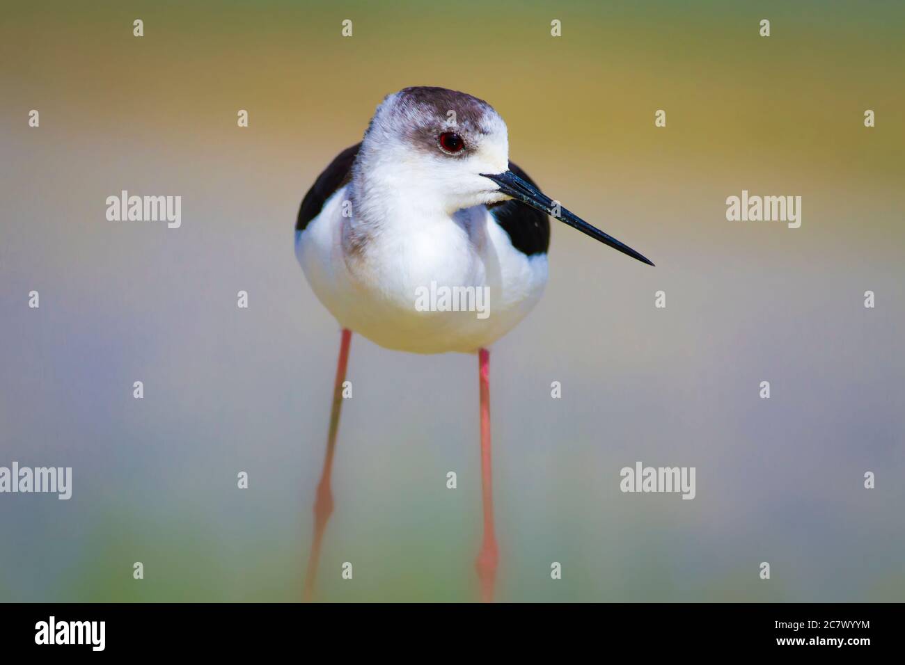 Cute shore bird. Black winged Stilt. Colorful nature background. Bird ...