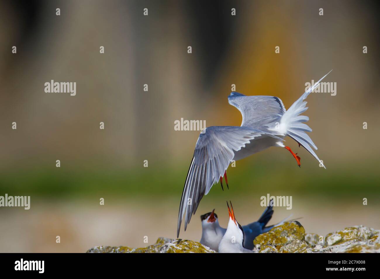 Cute bird tern. Bird nest. Colorful nature background. Bird: Common ...