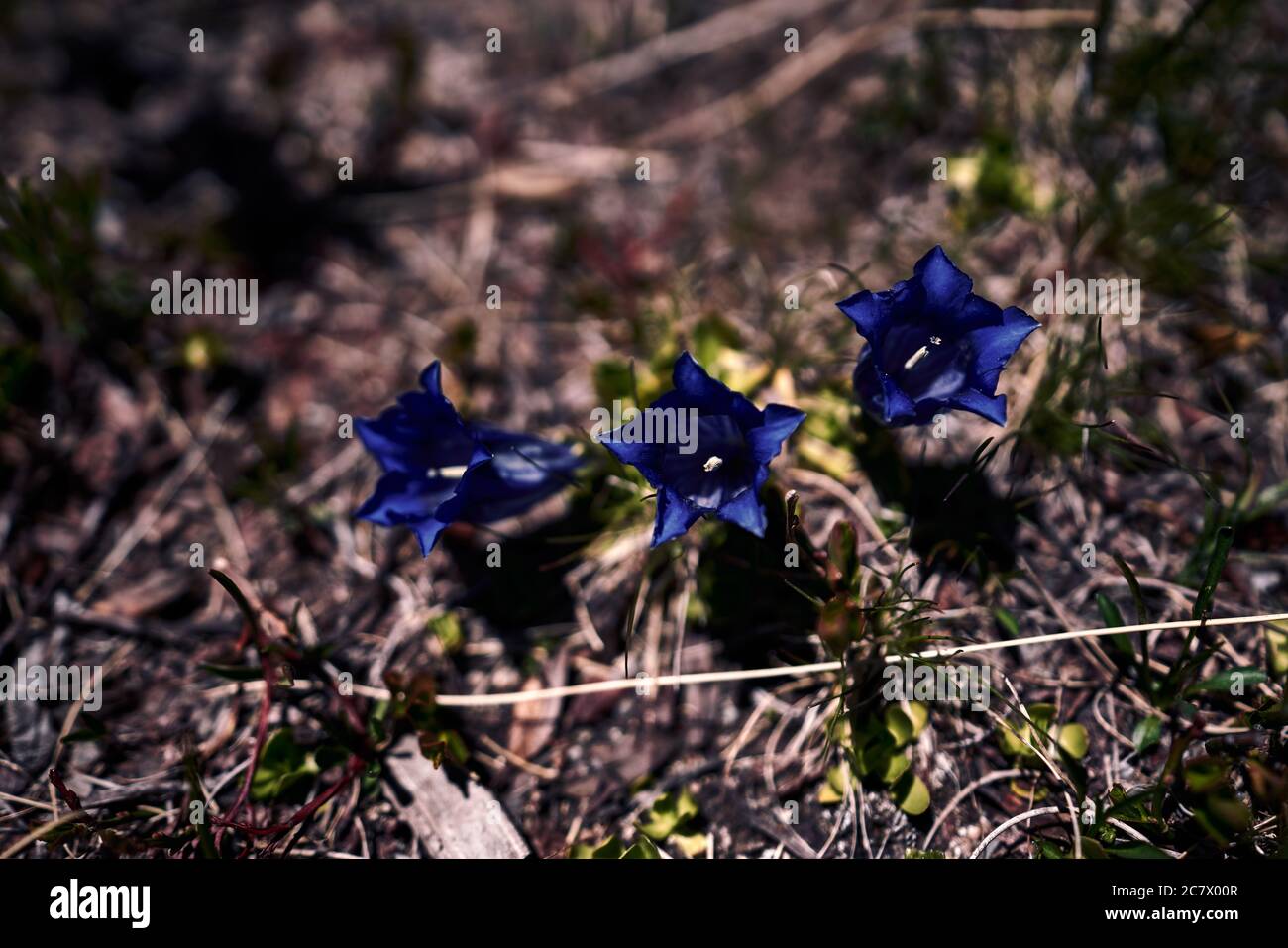Closeup of dark blue flowers on the ground captured during the day ...